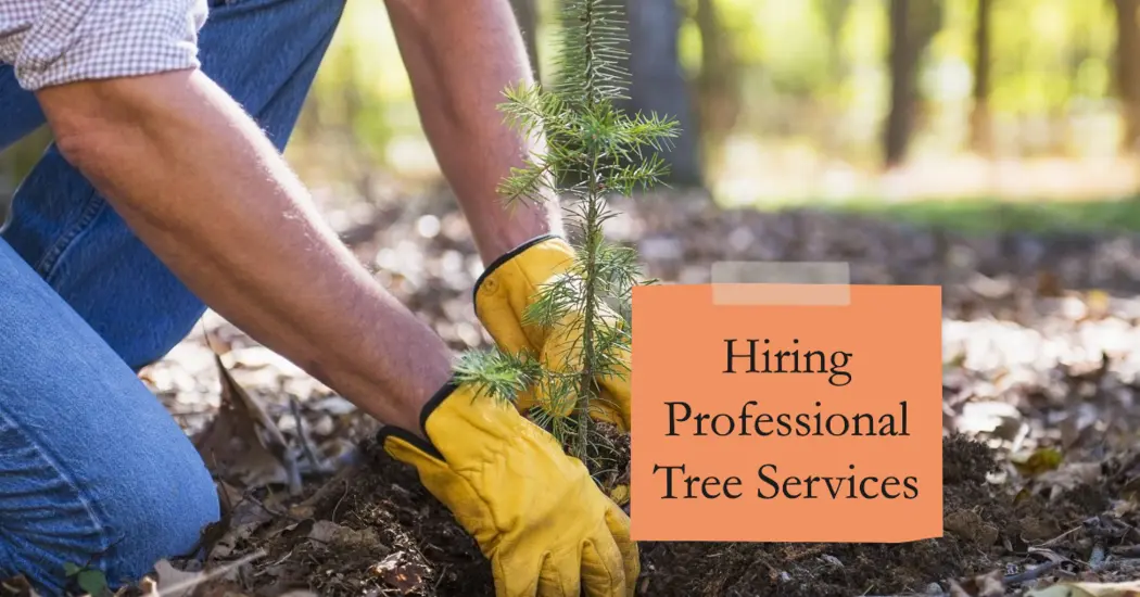 Is It Worth Hiring Professional Tree Services? - Home Improve Idea